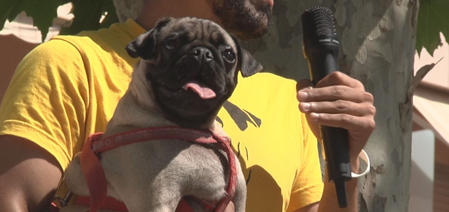 Campanya per xipar i censar els animals de companyia – Ràdio Calella ...